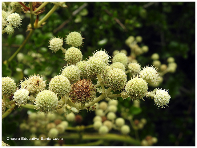 Chacra Educativa Santa Lucía: Flora nativa