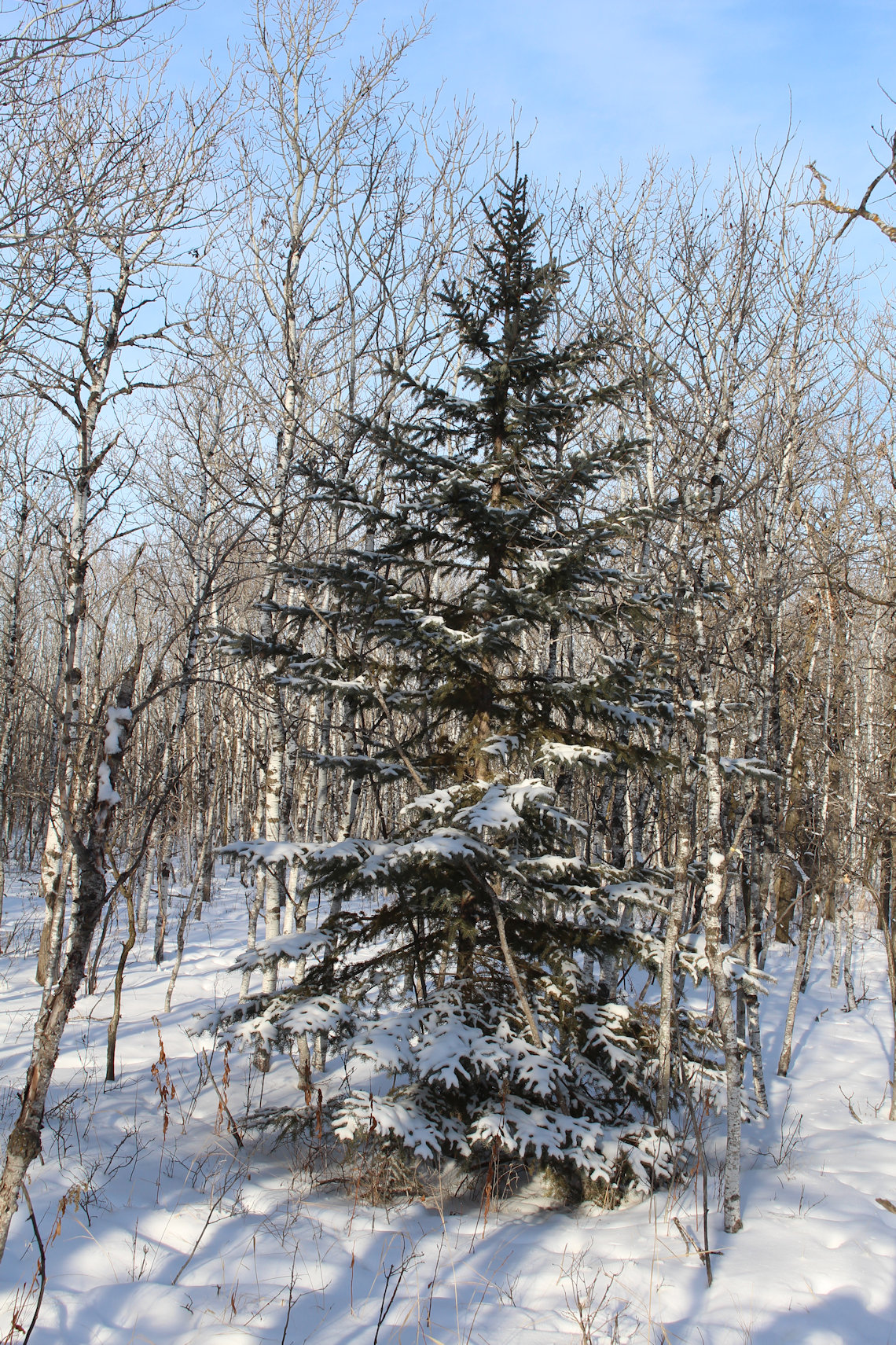 Assiniboine Forest Plant Life: Trees in the Assiniboine Forest
