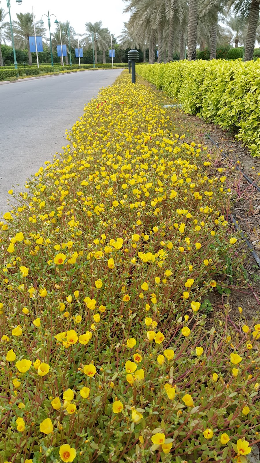 Brenda Hyde: Flowers In Bahrain
