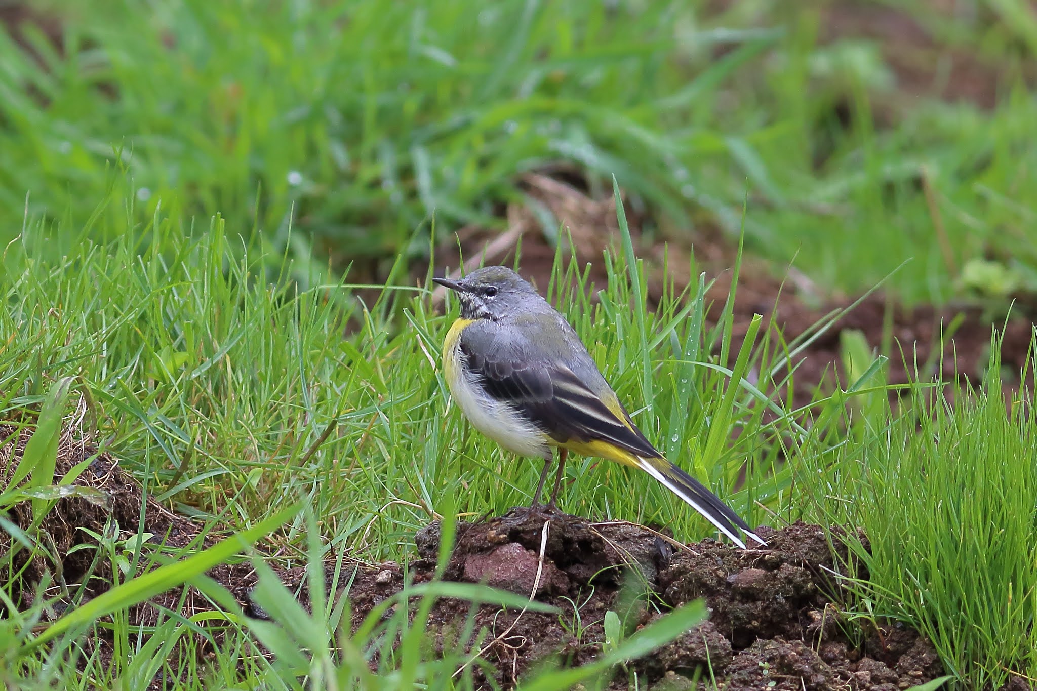 Viajes de pajareo, Spain birding trips: Pajareando por Azores. Birding ...