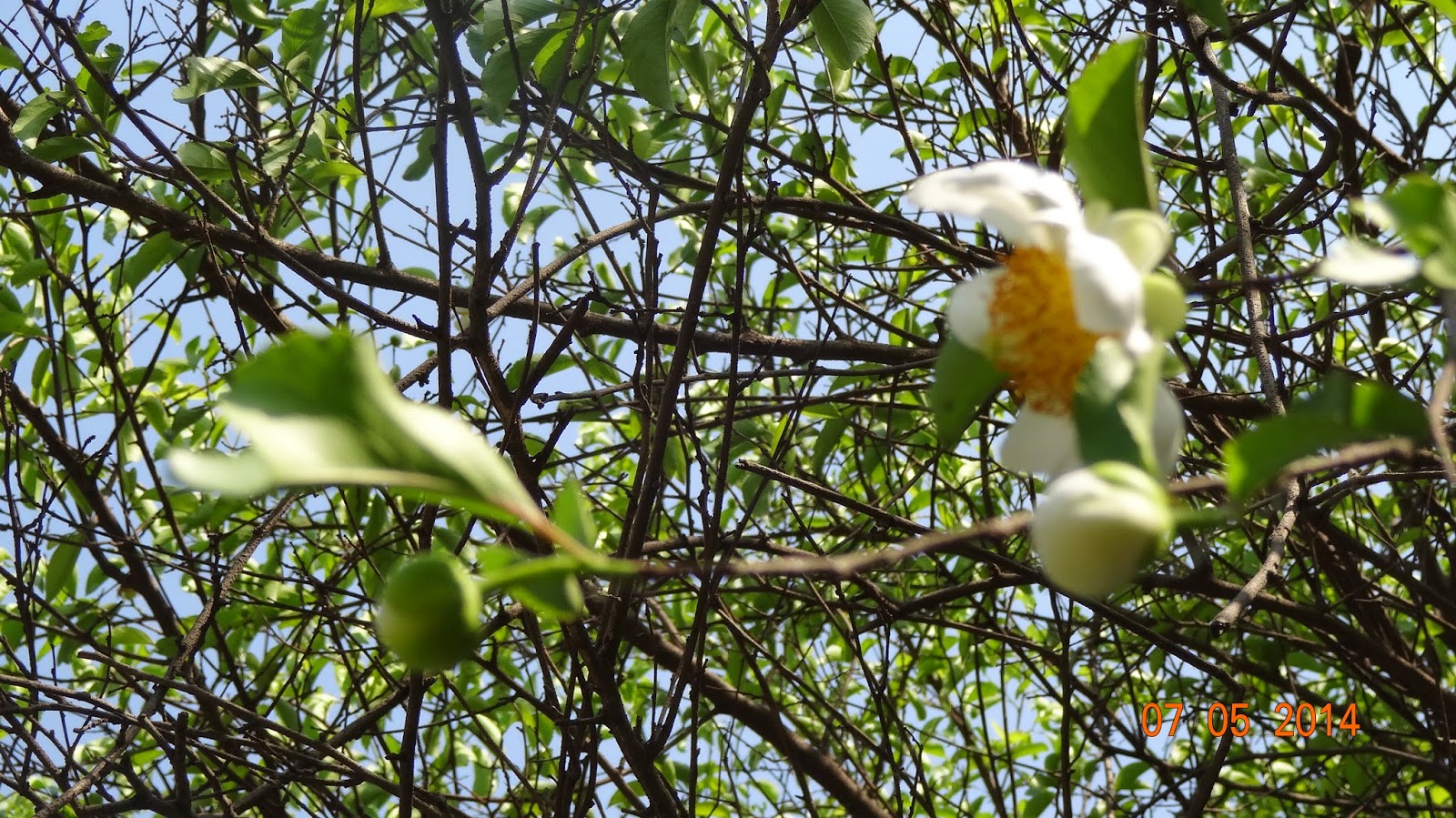 Plants of Lahore - Pakistan: Fried Egg Tree- Tree that offers fried ...