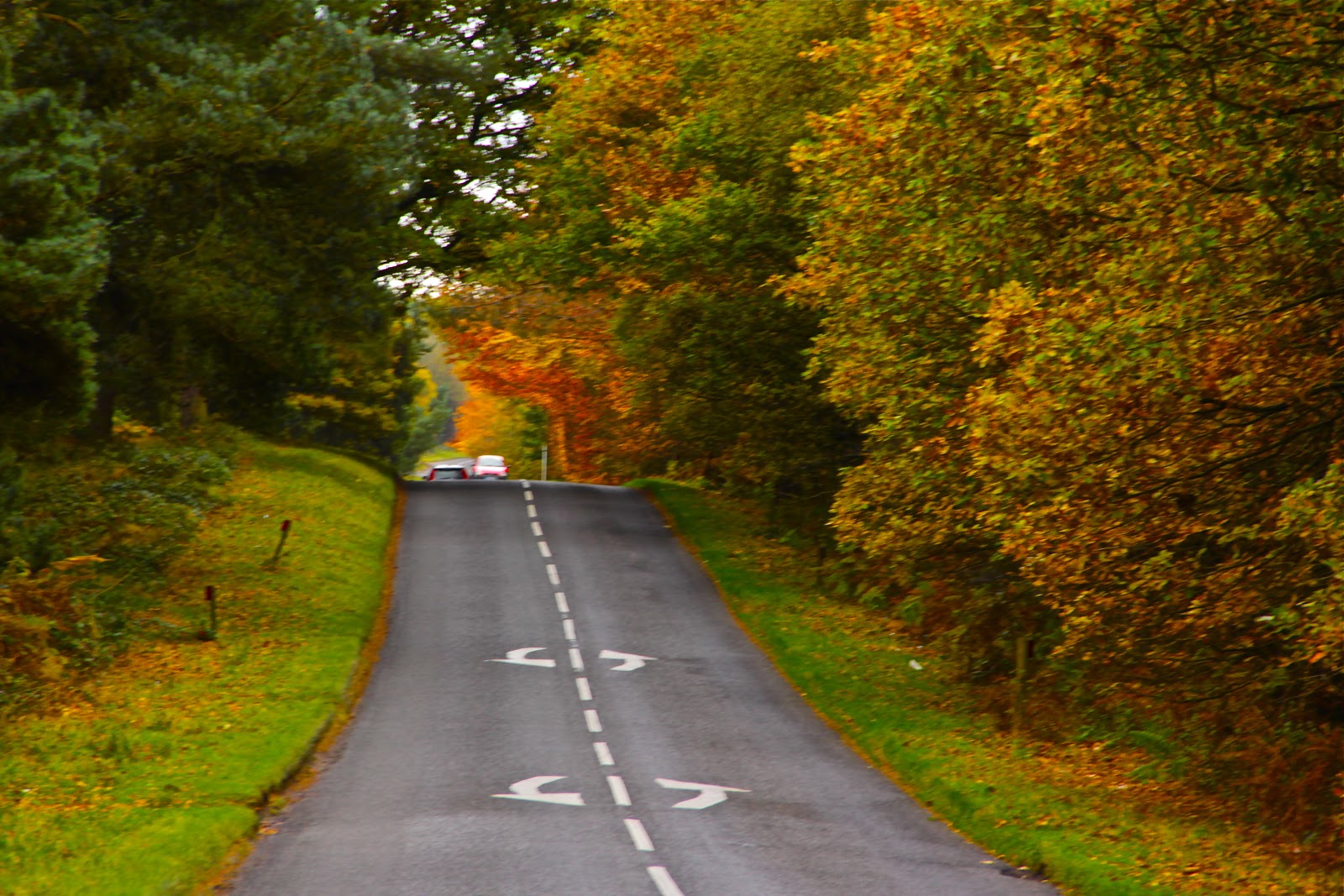 Travelling Diary: Taking a walk in Birches Valley Forest
