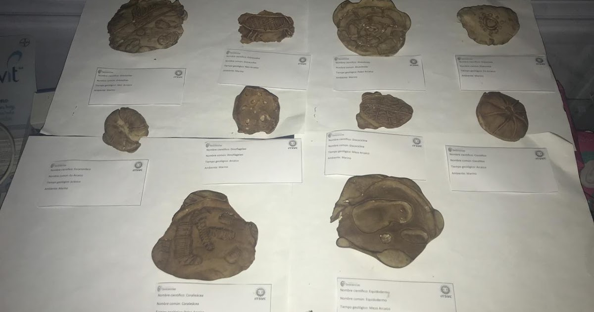 Paleontología (Edgar Abraham): Muestrario De Microfósiles