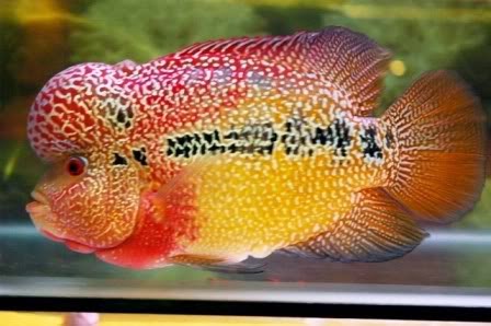 AKUARIUM UNIK: Ikan-ikan yang dipercaya Membawa hoki dan keselamatan ...