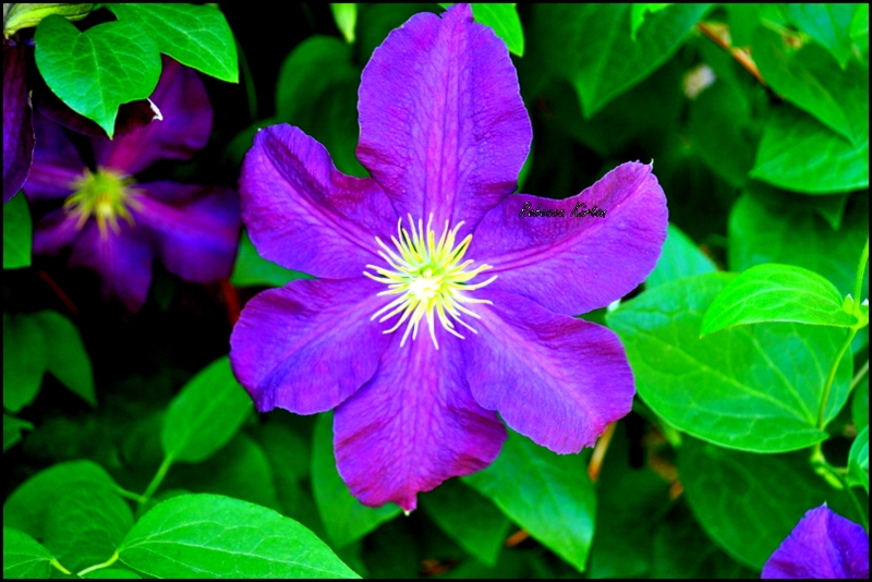 Picture Our World: Purple Flower Power: Natural Beauty at its Apex