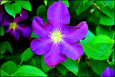 Picture Our World: Purple Flower Power: Natural Beauty at its Apex