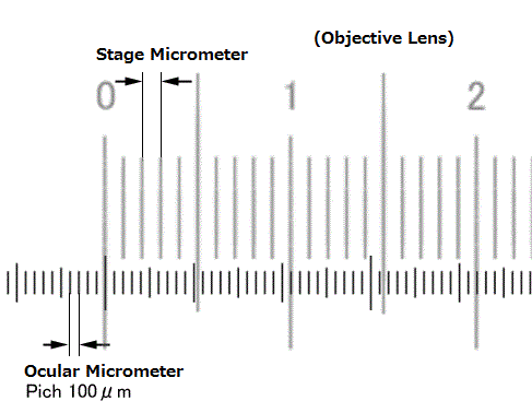 Measurement & Motility of Microorganisms