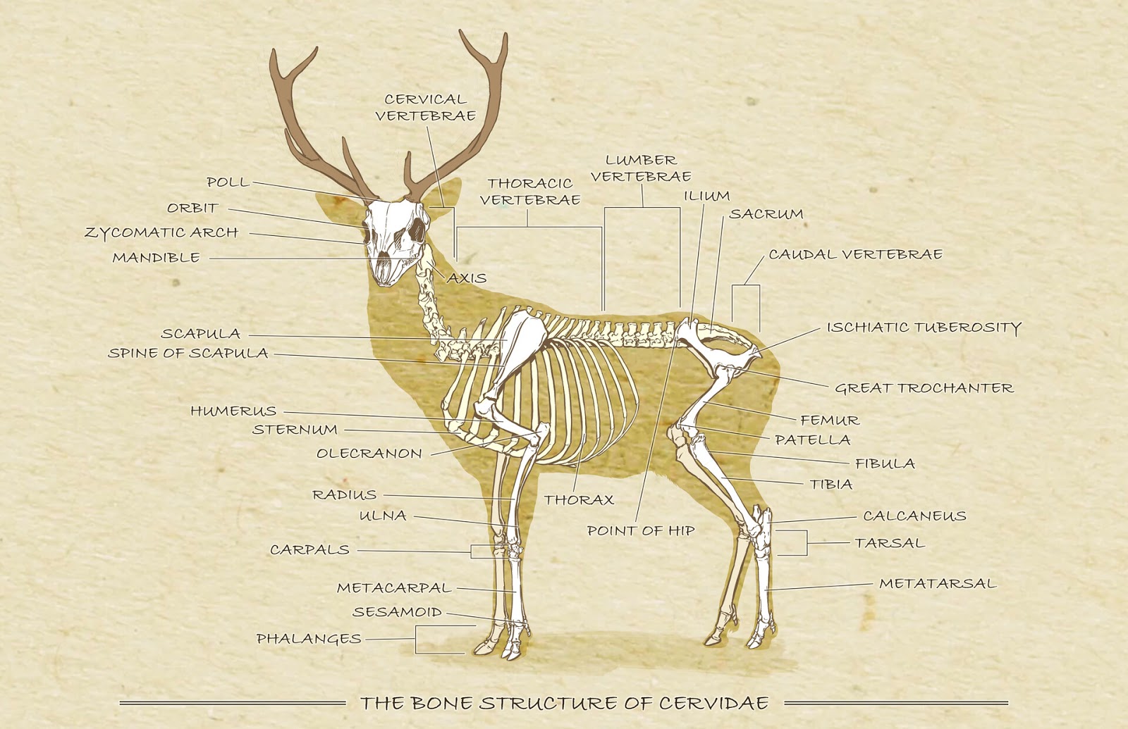 Los cérvidos sudamericanos: la Tierra Prometida