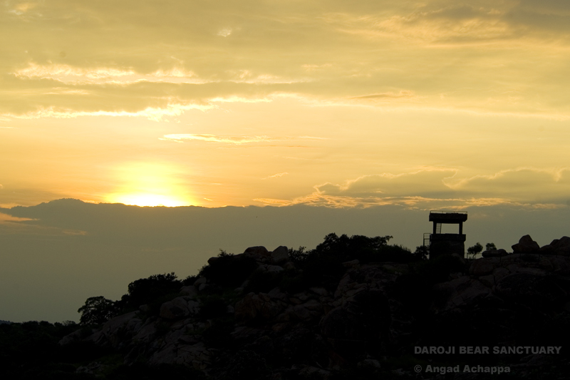 Wildlife photography: Daroji Bear Sanctuary - Heaven for sloth bears