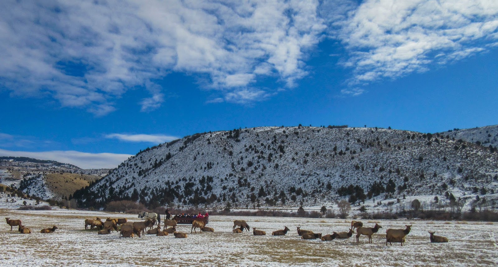Cannundrums: Hardware Ranch Elk - Utah