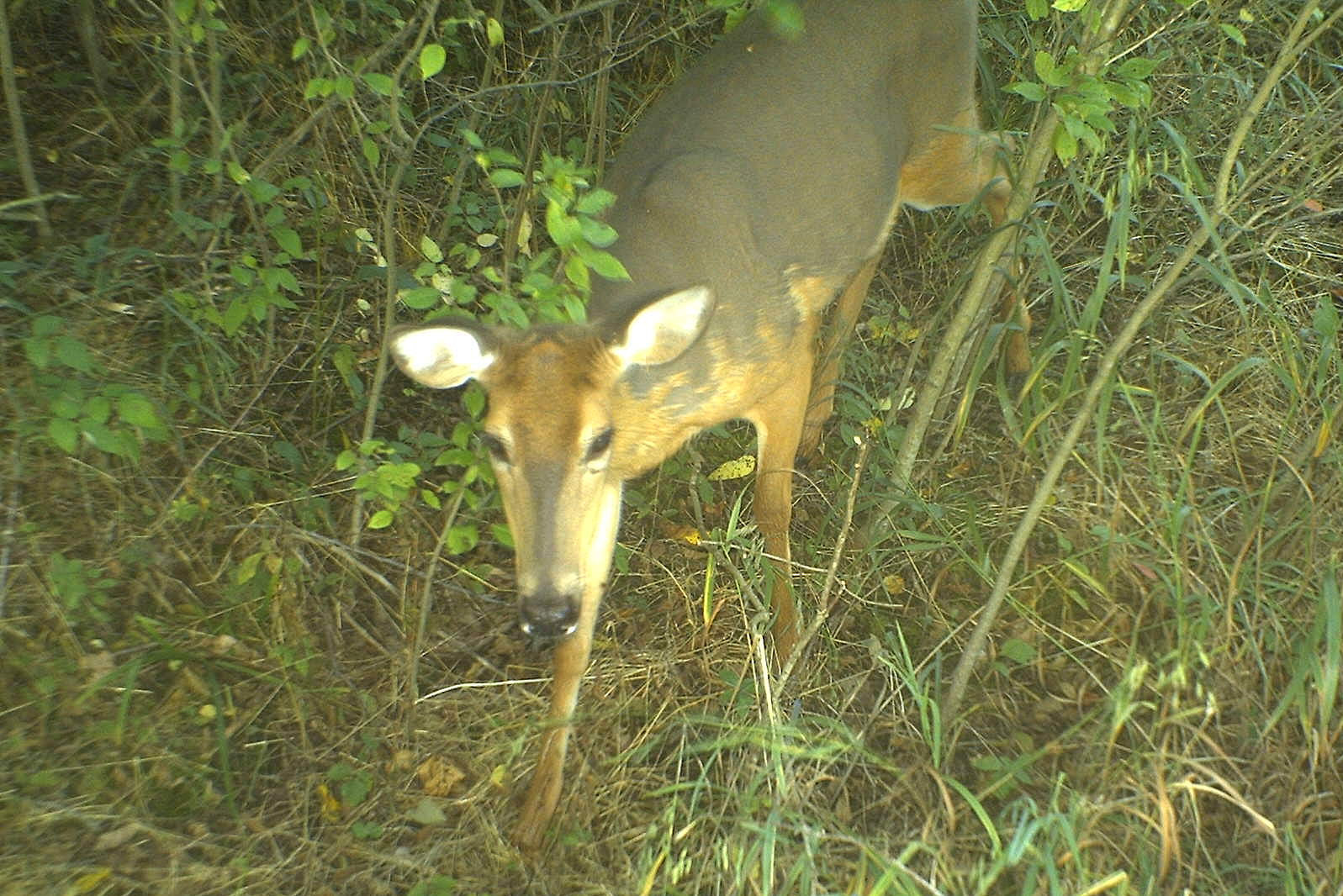 Deer Antler Trap