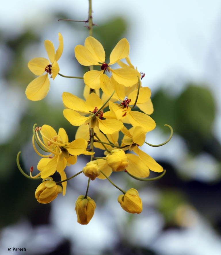 Gifting Trees...: The Golden Shower