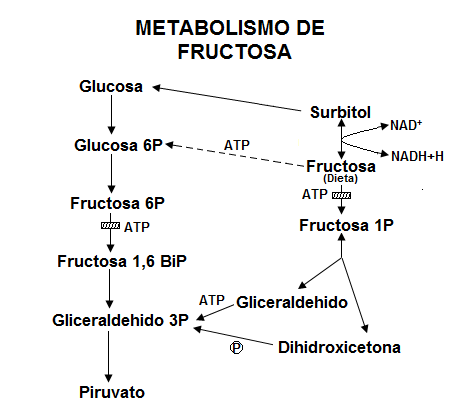 Resúmenes de bioquímica: Metabolismo de la fructosa