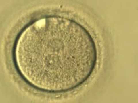 Gametas e Hereditariedade | Biologia: A ciência da vida