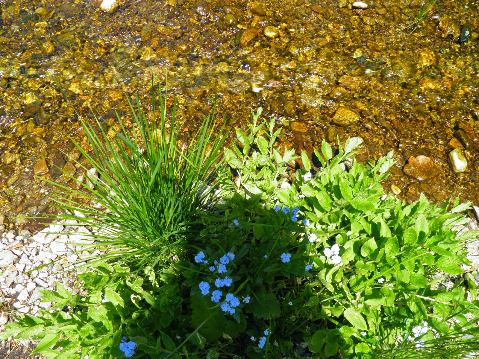 PASARI DIN ROMANIA: PLANTE SALBATICE (4), Flori albastre, mov si liliachii