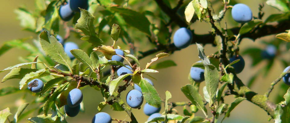 Trnjina i njena zaboravljena lekovitost