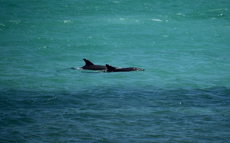 Alan & Lyn's Huge Adventure: 2020