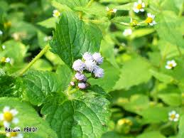 Cara Membasmi Gulma dan Rumput Liar di Taman | Petani Mawar