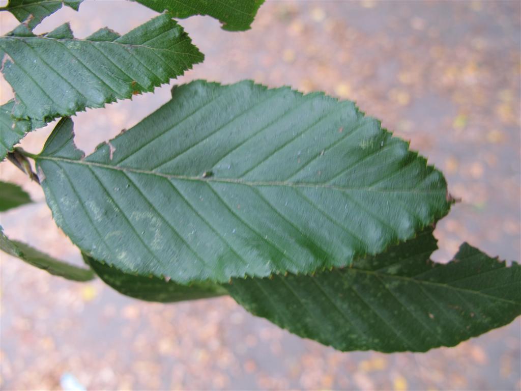 bomengids.nl: 3 soorten beuken