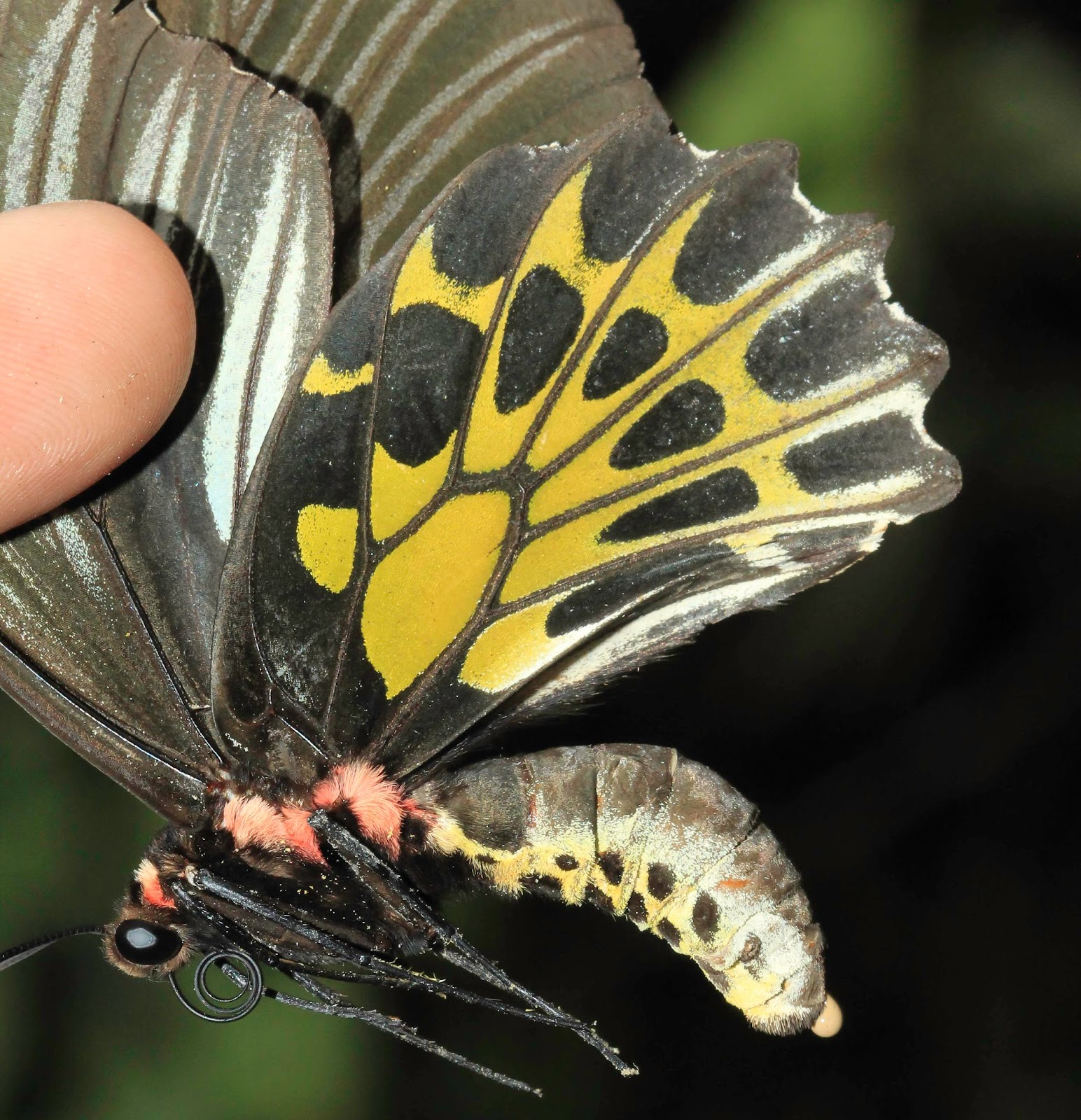 Butterflies of Vietnam: 156. Troides aeacus (The Golden Birdwing)