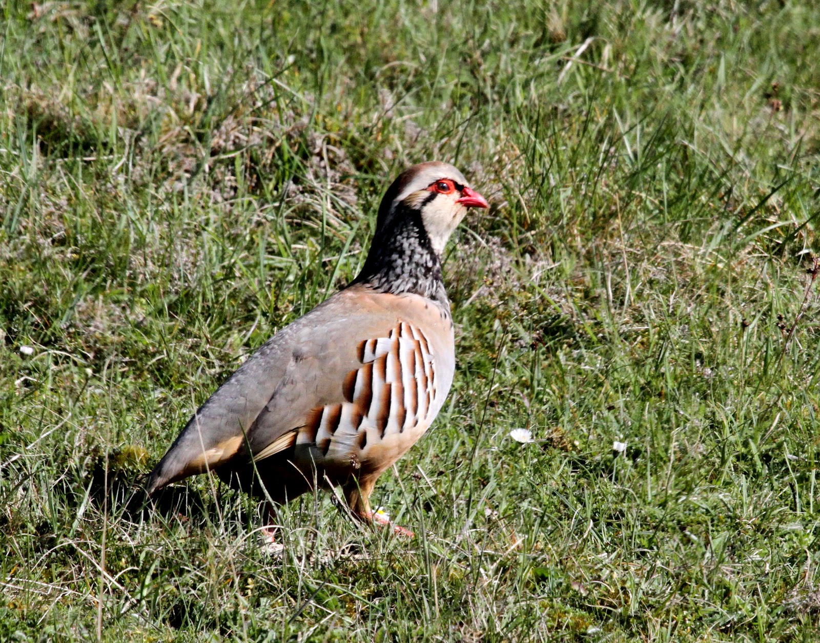 Birding with Flowers: White Triangle Bird