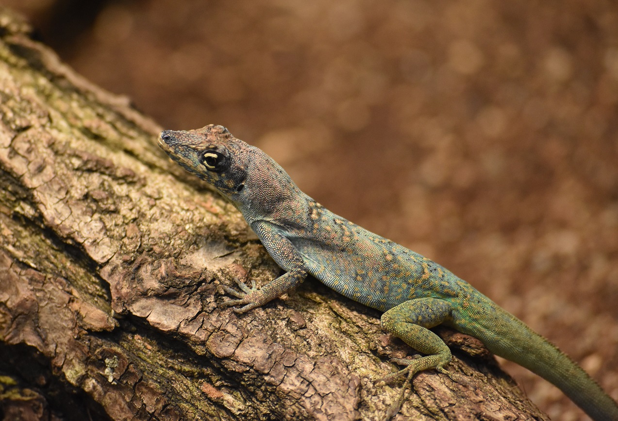 ZOOTOGRAFIANDO (6.096 ANIMALS): ANOLIS DE LA MARTINICA / MARTINIQUE ...