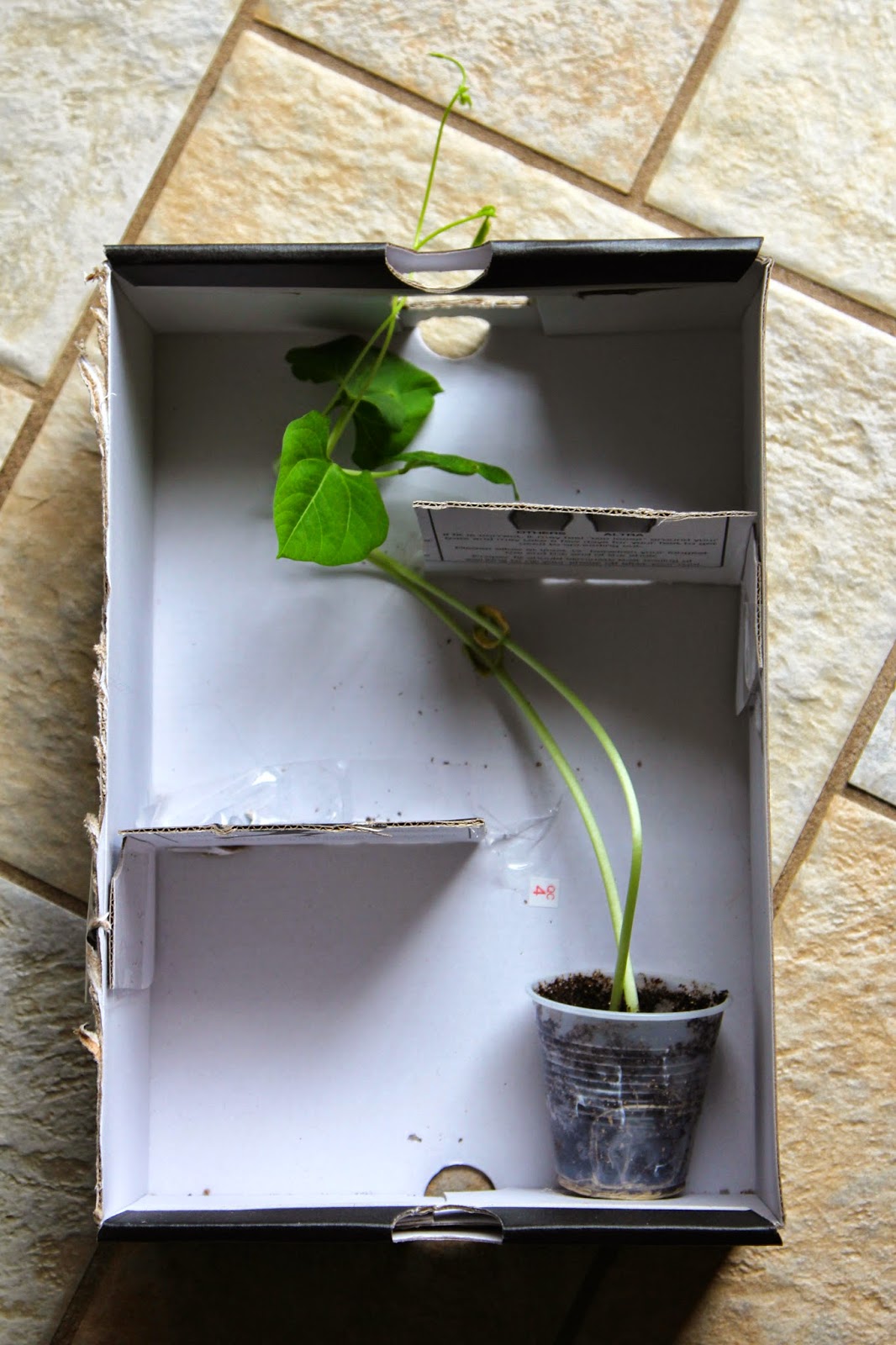 The Little Backyard Farm: How Plants Travel To Find Light