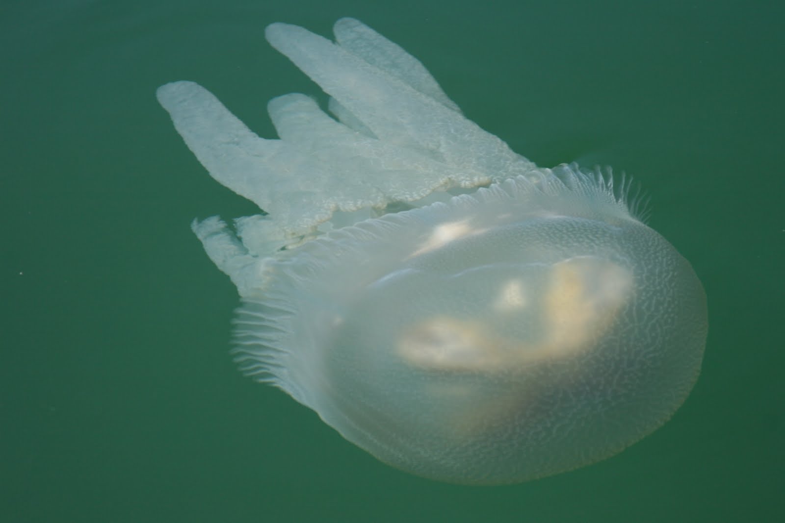 Marine Life Offshore – Daily News of Open Water Swimming