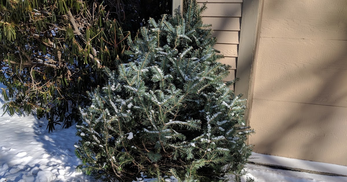 Franklin Matters: Curbside Tree Pickup Scheduled for week of Jan 8 ...