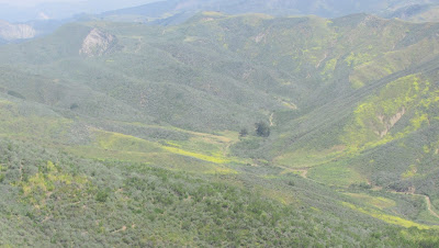 1000 Hikes in 1000 Days: Two Trees & Beyond