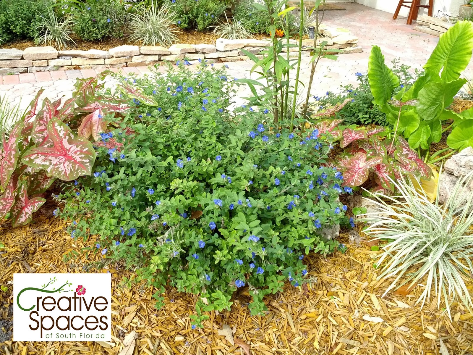 Gardening South Florida Style