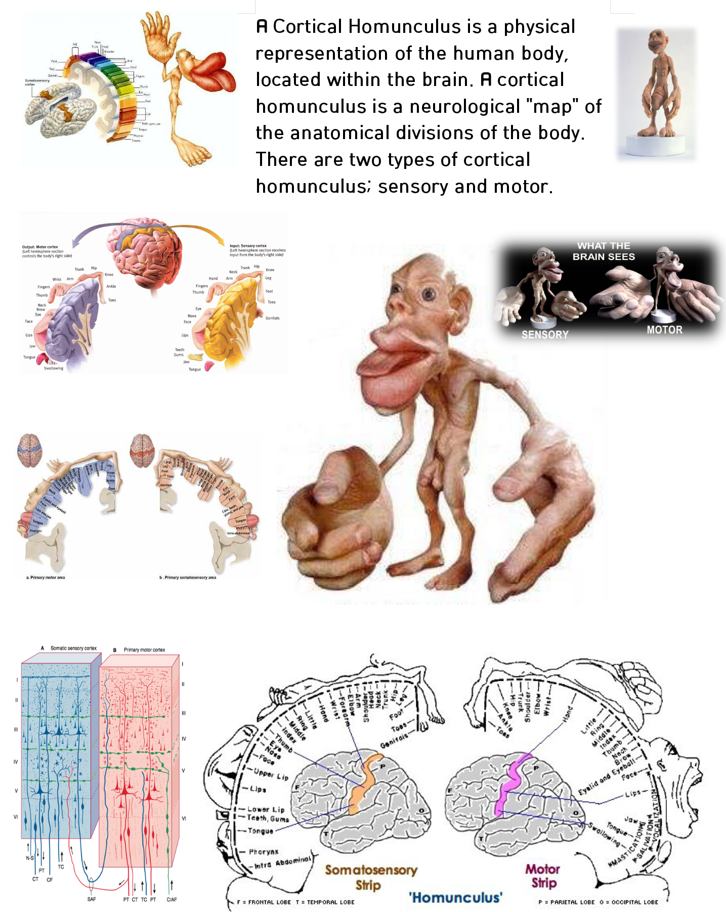 WikiGraphics Collection: Sensory Somatic Brain Homunculus