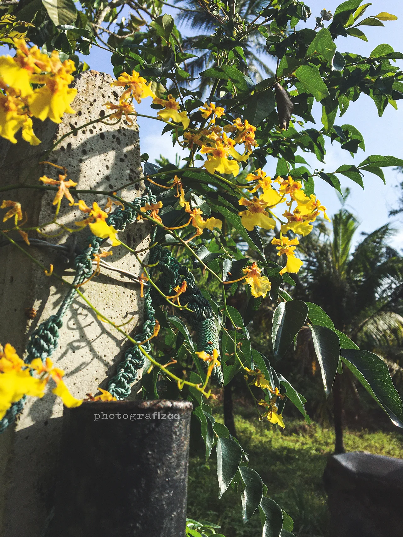 Oncidium Orchid, Yellow Gold Orchid Yang Cantik Lagi Menawan | Blog ...