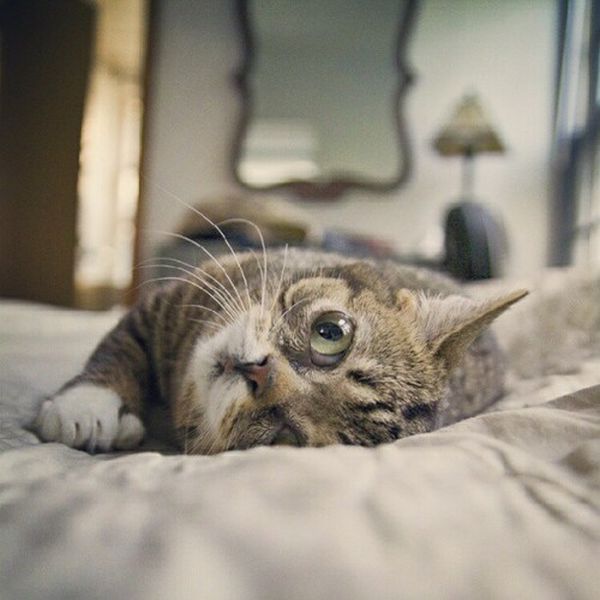 Meet this cute Lil Bub (25 pics) | Amazing Creatures