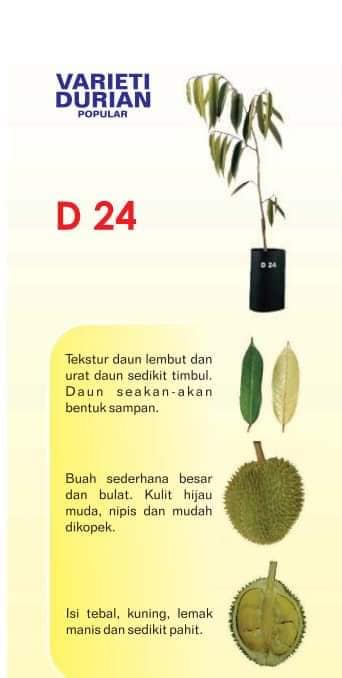 Jenis-Jenis Durian Popular Dan Sedap Yang Wajib Anda Tanam Di Kebun ...