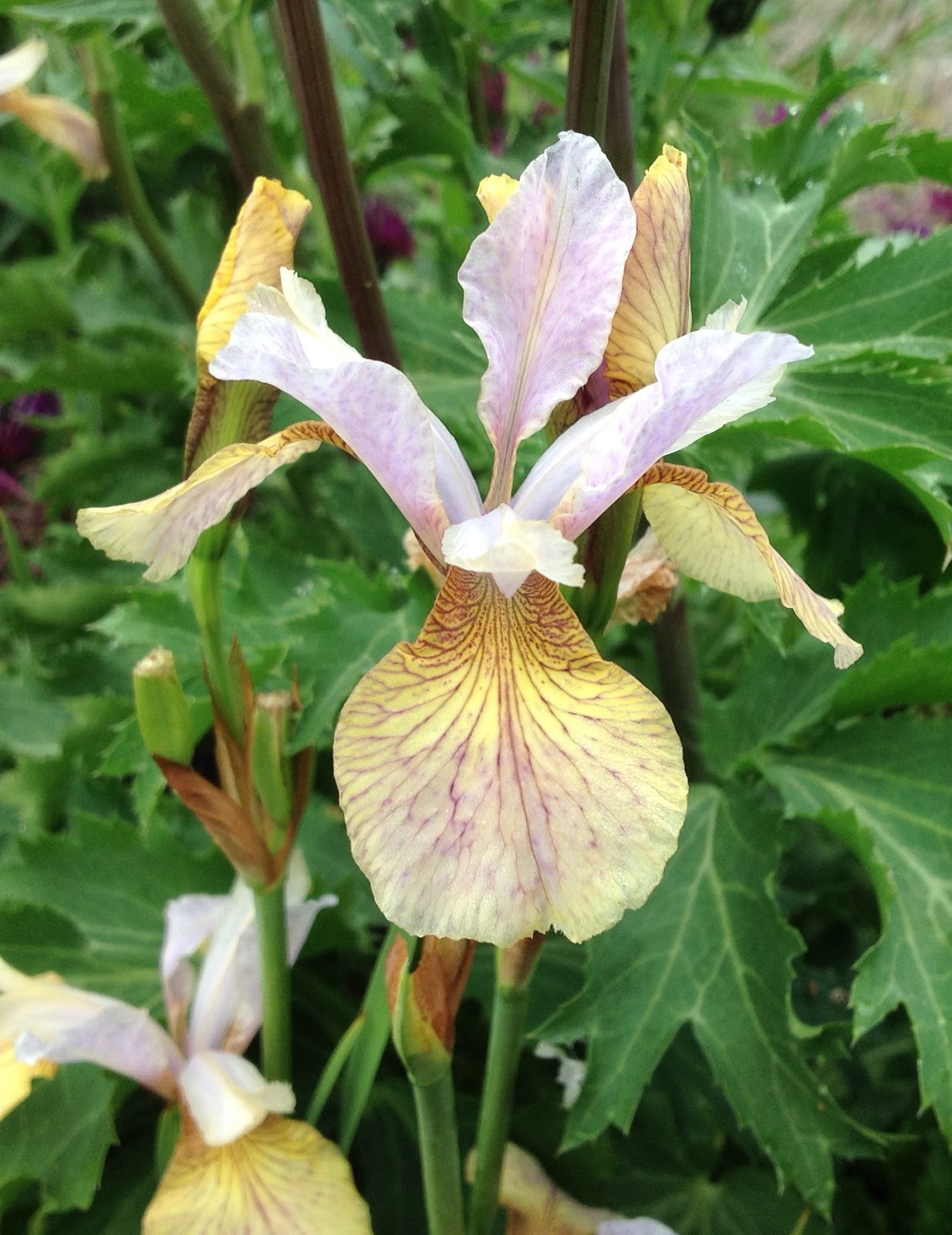John Grimshaw's Garden Diary: Morning Iris