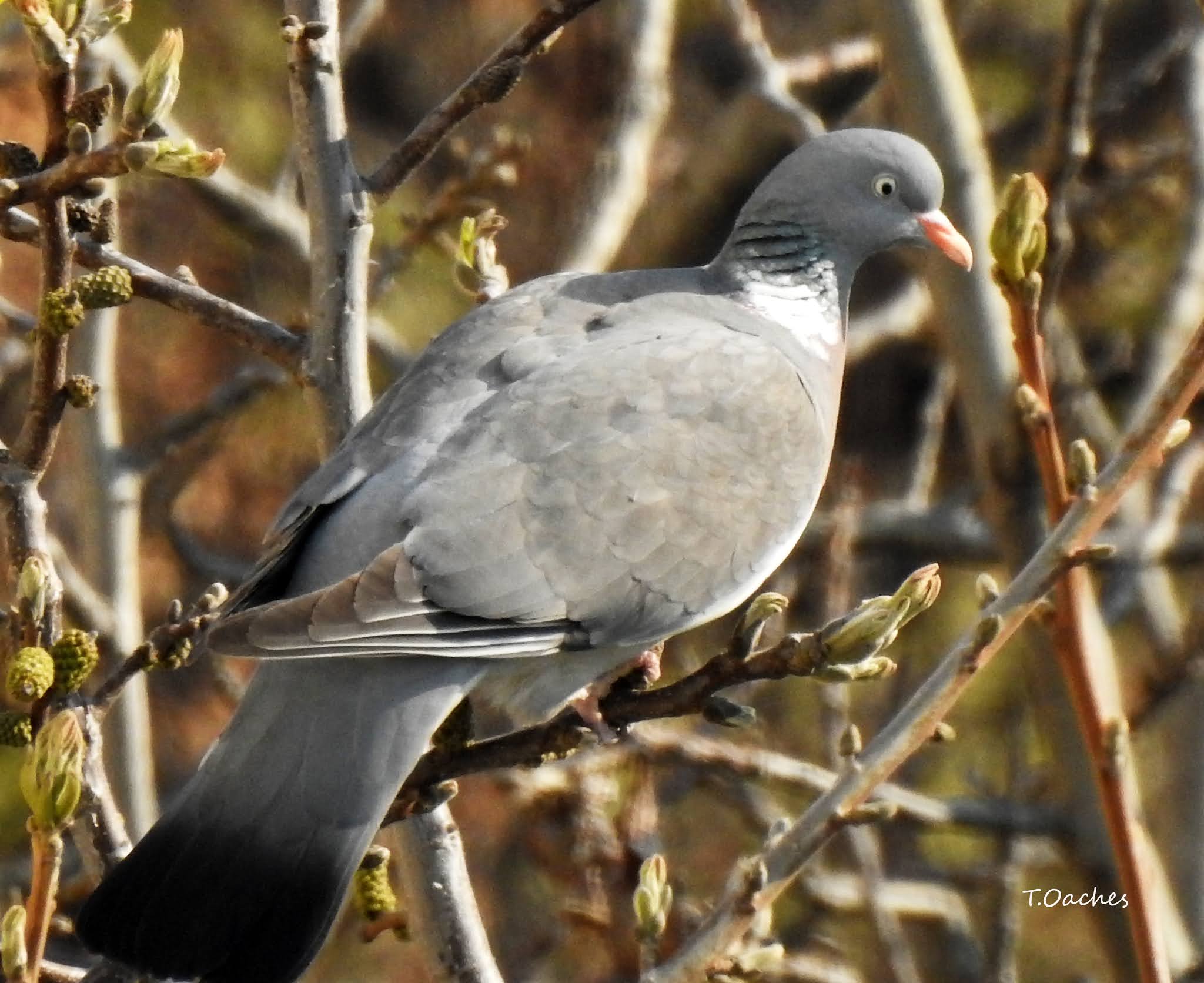 PASARI DIN ROMANIA: PORUMBEL SALBATIC GULERAT, Columba palumbus