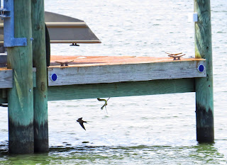 BirdsEyeViews: Bay Barn Swallows a Challenge to Capture