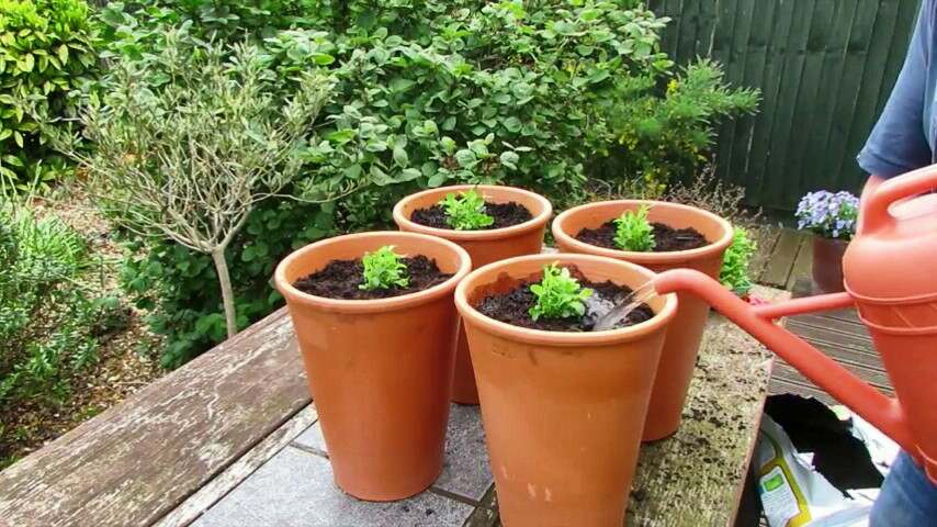 Simak! 25+ Tanaman Bunga Lobelia Terpopuler - Informasi Seputar Tanaman ...