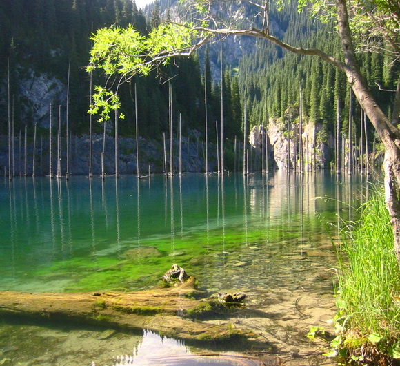 THE WORLD GEOGRAPHY: 7 Unique Forests of the World