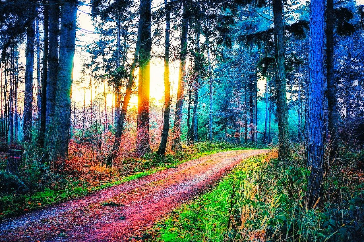 A Rainbow in the Forest