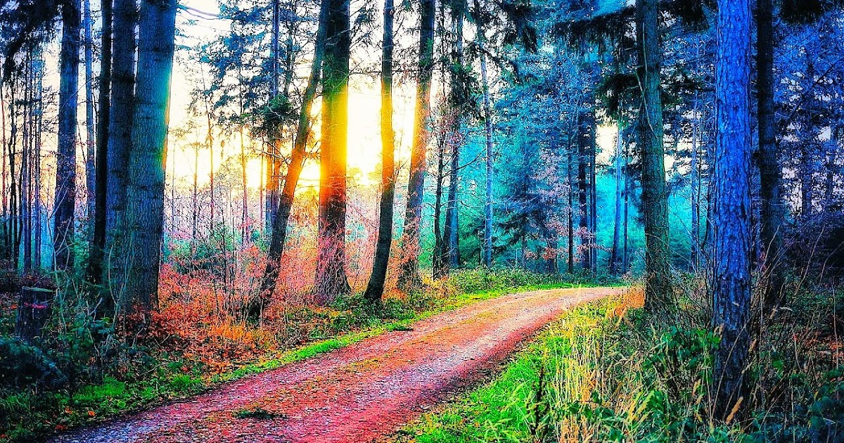 A Rainbow in the Forest