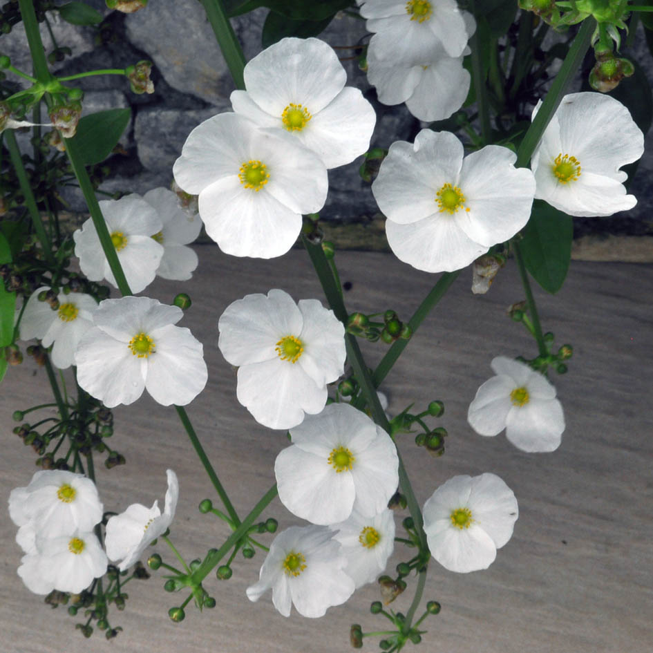 S T i l e T To: Mexican Sword Plant and Flower Fly