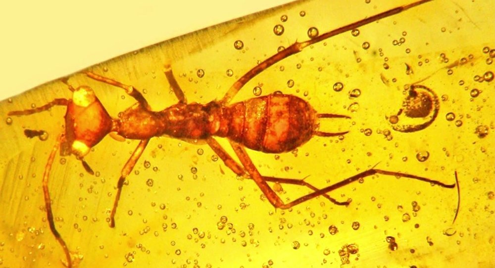 CRIATURAS Y HUMANOIDES: NUEVO INSECTO DE 100 MILLONES DE AÑOS