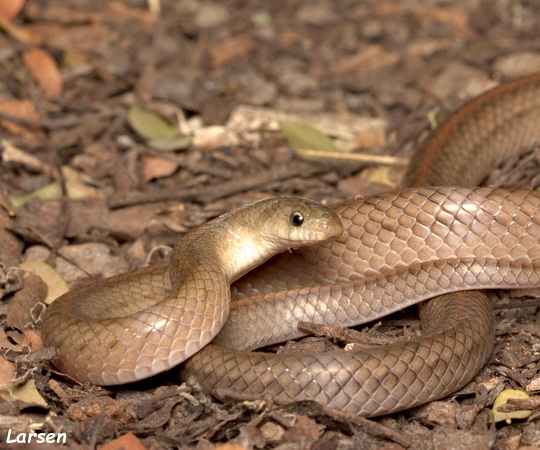 Species New to Science: [Herpetology • 2017] Oligodon huahin | งูงอดหัว ...