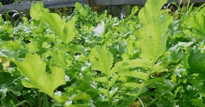 5 Acres & A Dream: Experimenting With Daikons