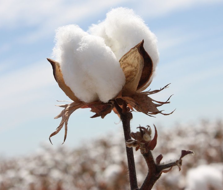 Pamuk Nerede Yetişir, Türkiye ve Dünya Üretim Haritası - Tekstil Sayfası