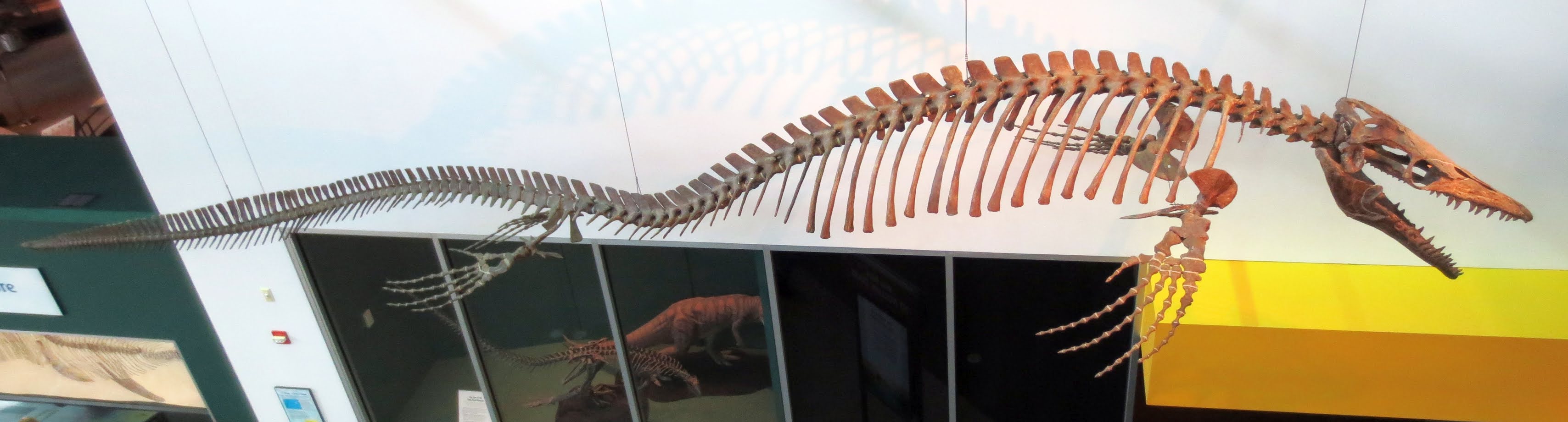 Equatorial Minnesota: Compact Thescelosaurus Year Five