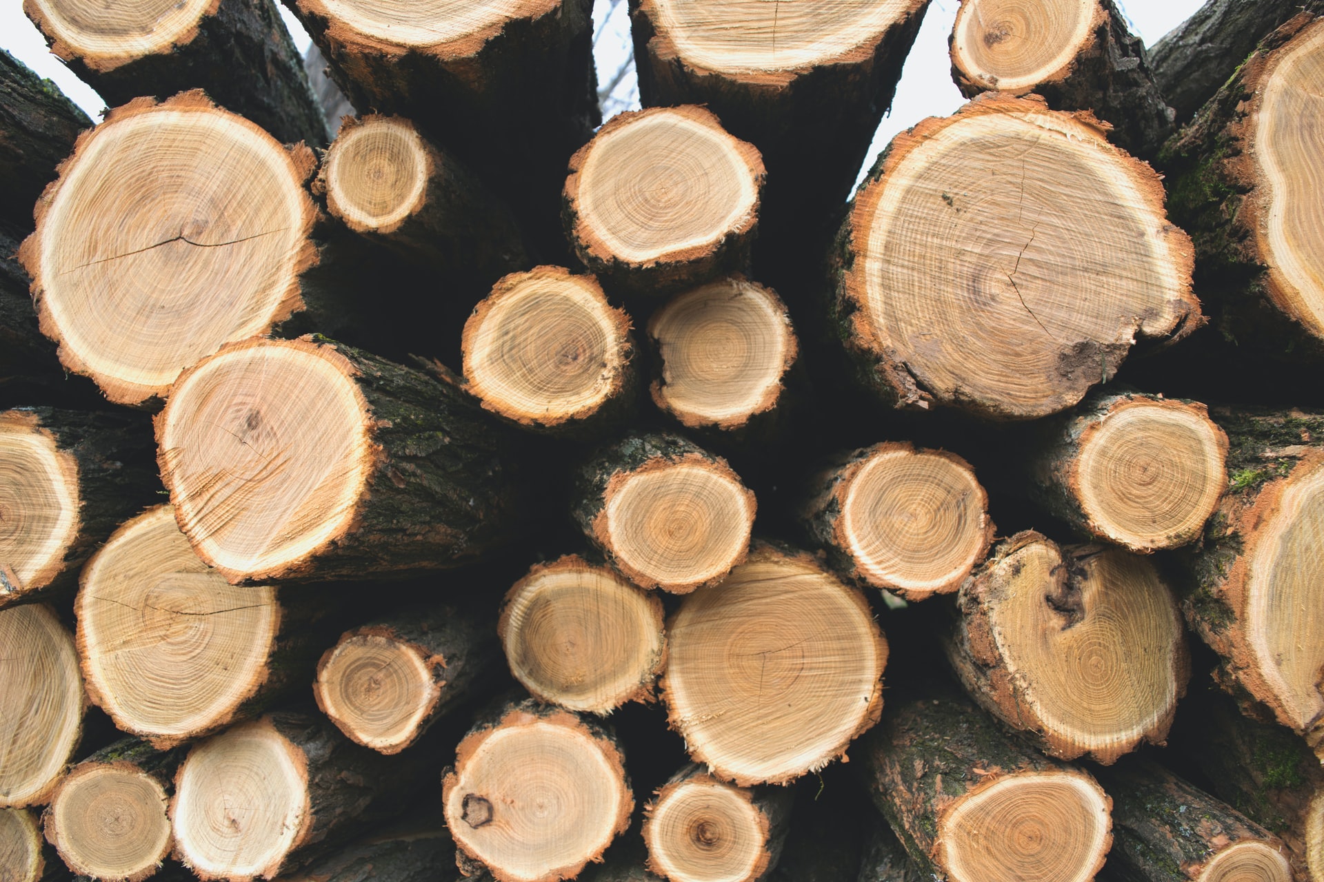 Carbon Sequestration and Timber Construction