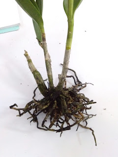 Morfologi Tanaman Anggrek (Dendrobium)